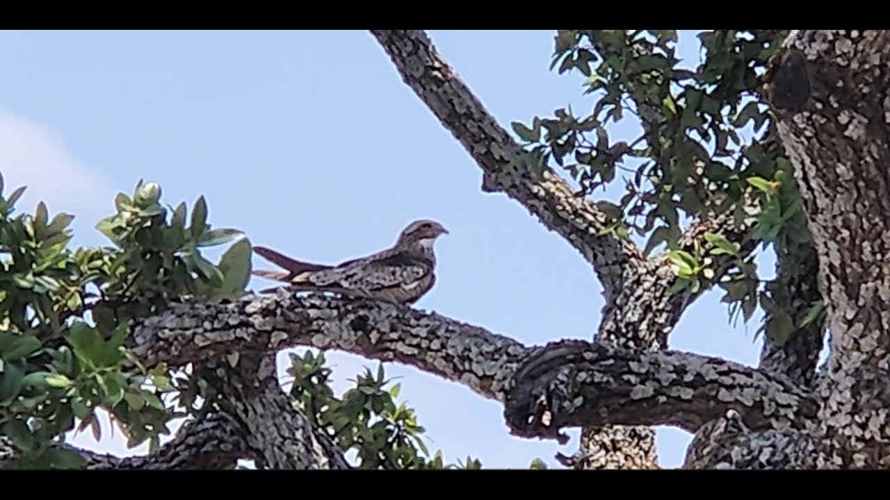 Very Unusual Bird Seen During Daylight-- Greater Nighthawk Up Close ...