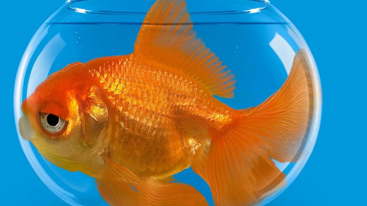 5 Common Misconceptions About Animals - YouTube