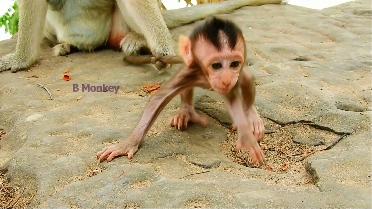 Baby Madea is not allowed to run far from mom (ស្វានៅអង្គរវត្ត) - Baby ...