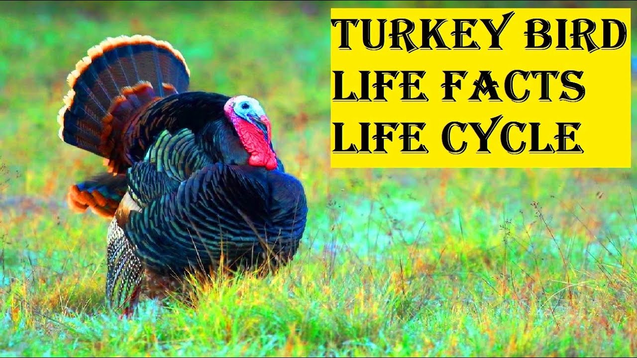 turkey | animal deep life - YouTube