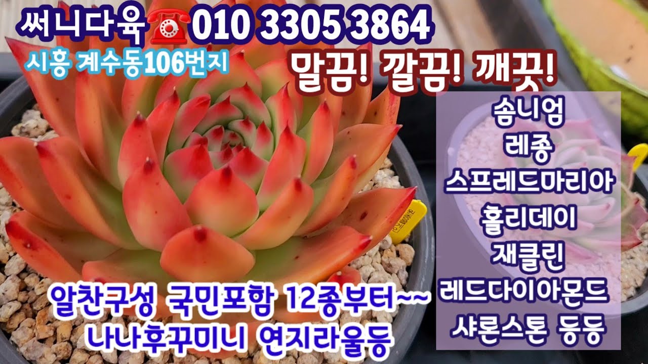 볼때마다 기분좋은 색감 단단한수형🍁오늘은 다육군생 나나후꾸미니 연지라울포함구성🍁만족도높은 써니다육 보물창고 다육