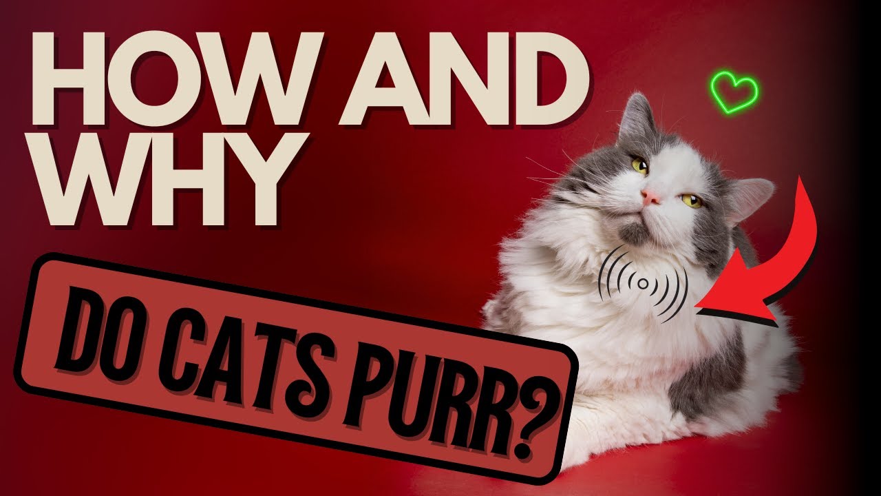 Why do Cats Purr? - YouTube