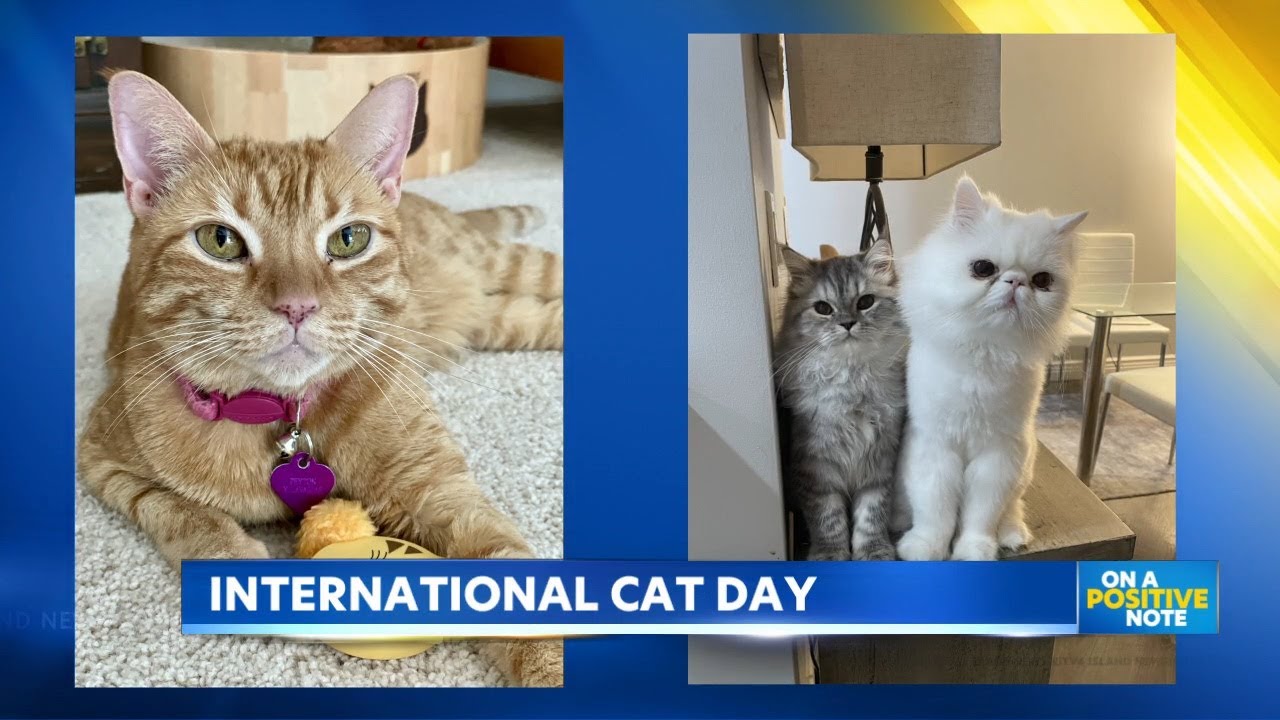 KITV4's On a Positive Note: First Day of School, National Cat Day ...