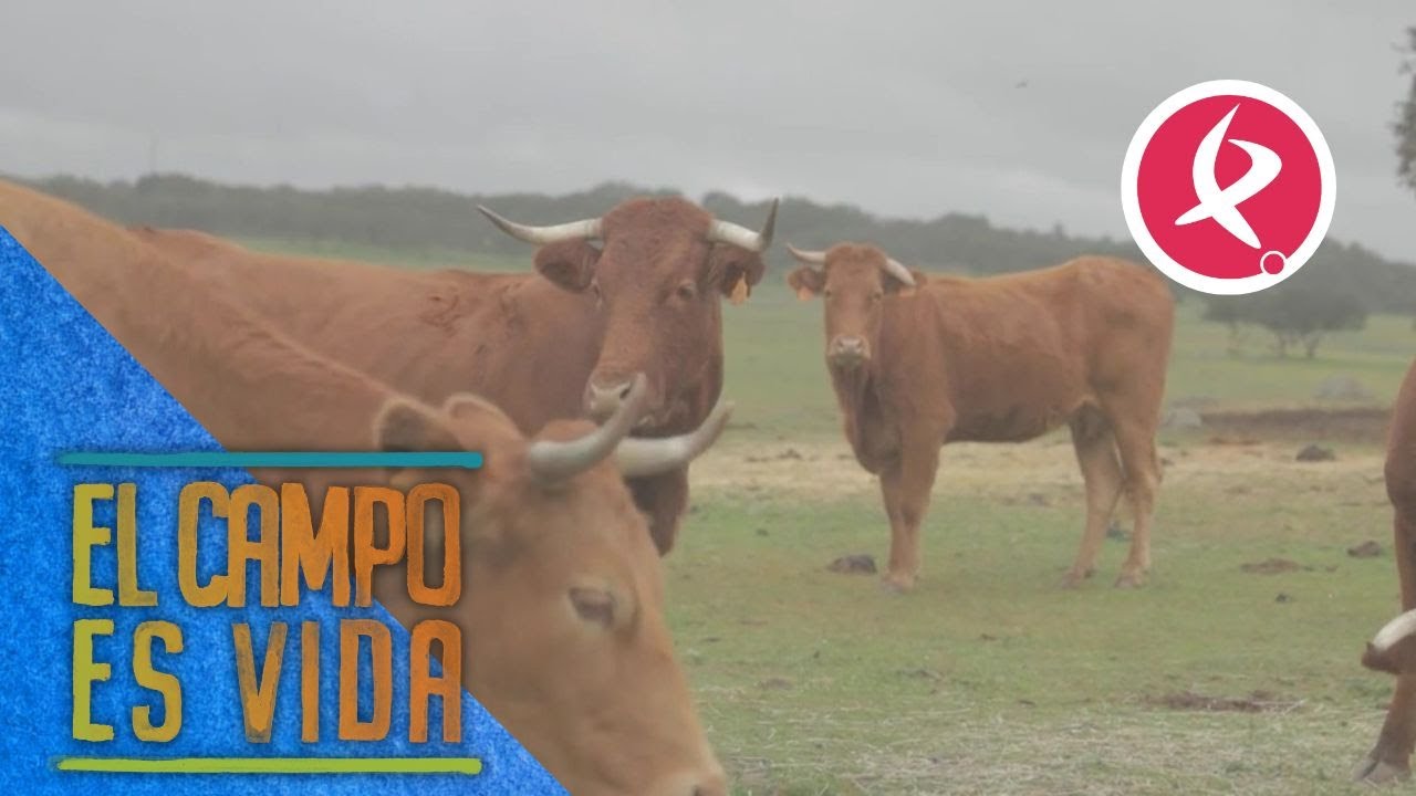 Las vacas de Aurora están en plena paridera | El campo es vida - YouTube