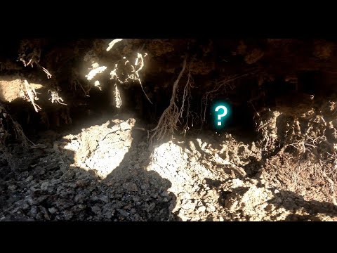 Digging Under an Old Tree – Hidden Bottles and lost Buried Treasure? A ...