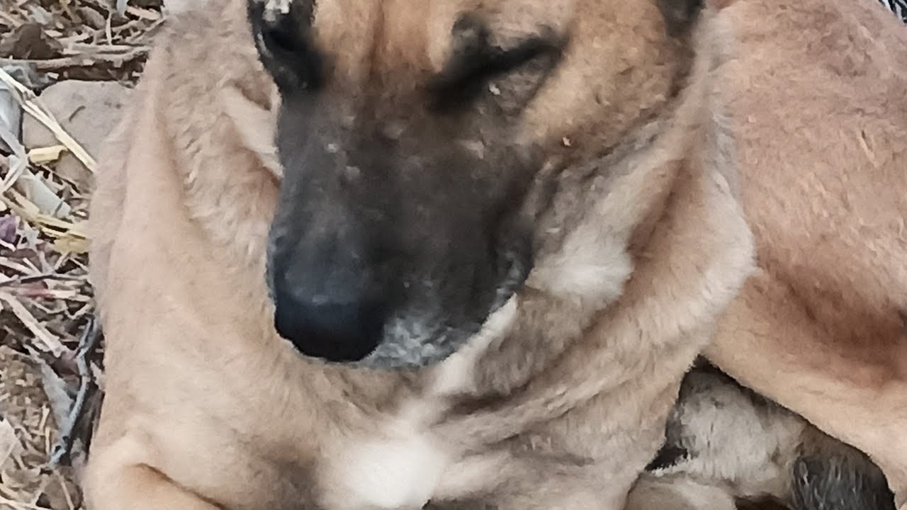 village dogs view || rural dogs clicks - YouTube