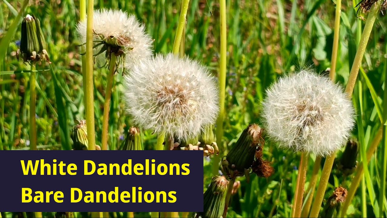 White Dandelions, Bare Dandelions - YouTube