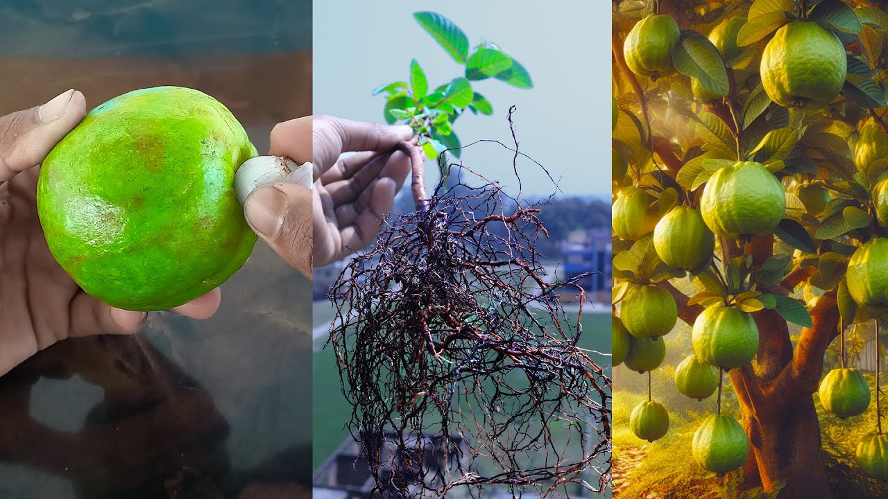 Best techniques to planting Guava tree from Guava fruit in home ...
