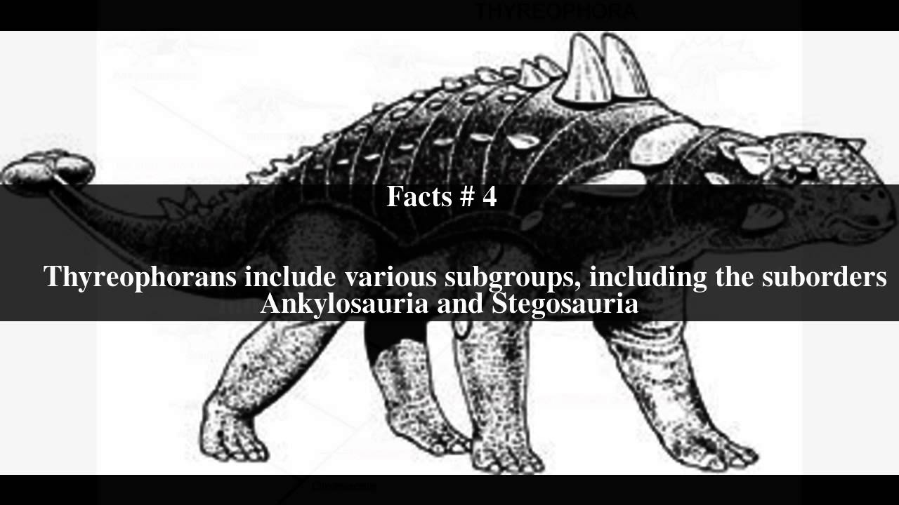 Thyreophora Top # 6 Facts - YouTube