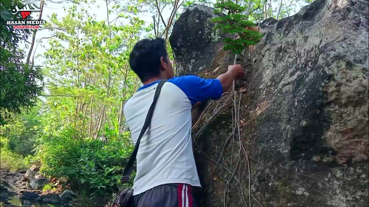 FICUS APA INI !!! AKAR SUPER DAUN LEBAR !!! BERGETAH PUTIH SEPERTI ...