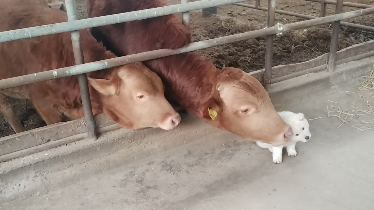 송아지랑 놀아주는 강아지#4(A dog that plays with a calf) - YouTube