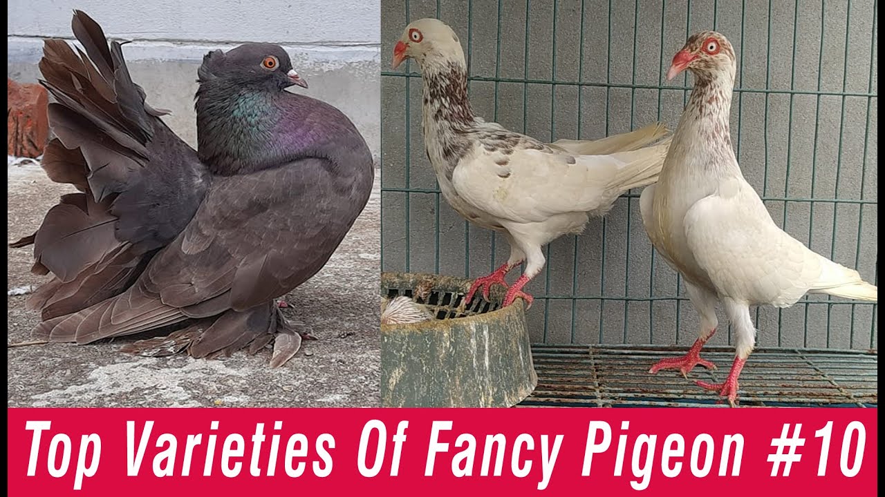 Top Varieties Of Fancy Pigeon #10 - YouTube