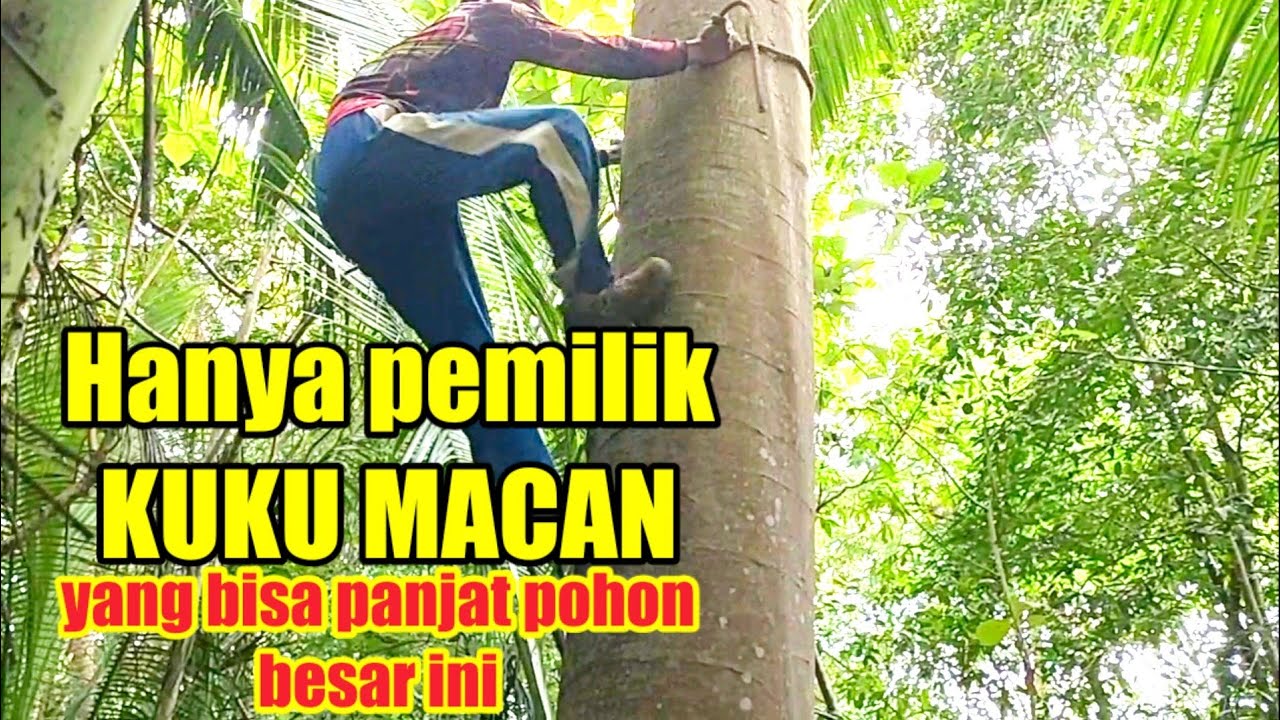 Alat panjat pohon besar paling mudah digunakan - YouTube