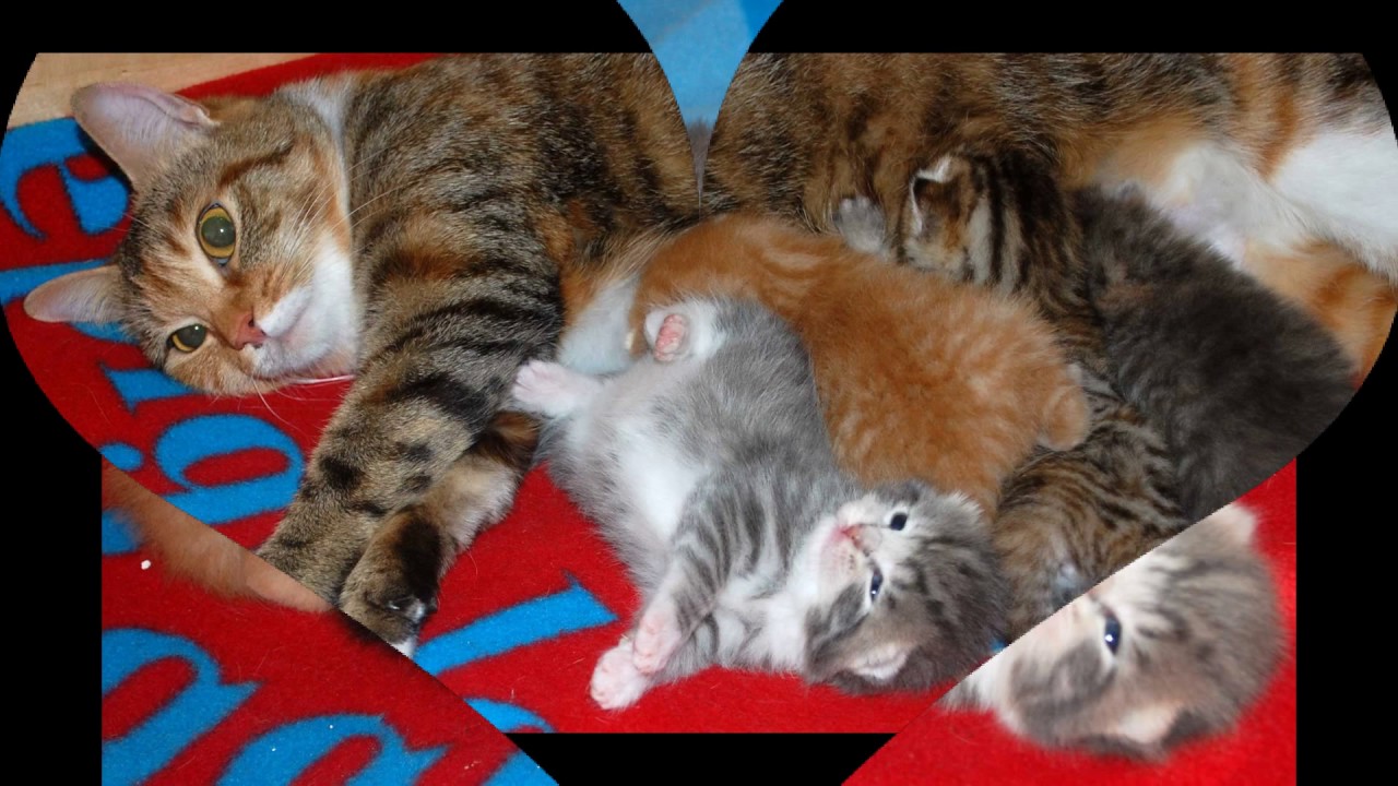 Kittens - 13 Days Old - Photo Collage of Cute Kittens - YouTube
