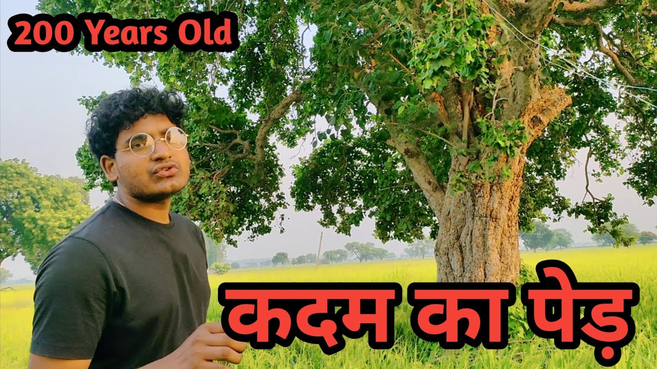 कदम का पेड़ 200 years Old Tree - YouTube