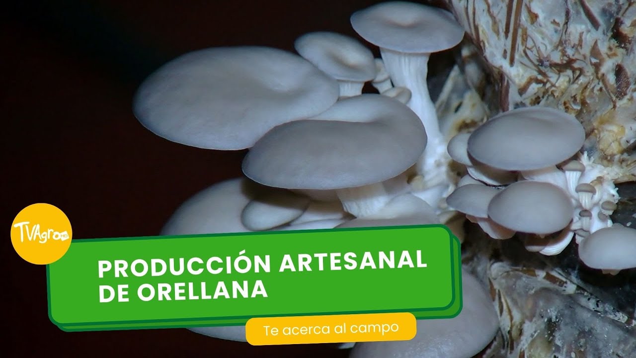 Producción artesanal de orellana - TvAgro por Juan Gonzalo Angel ...