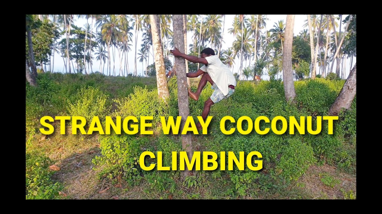 Amazing coconut climbing - YouTube