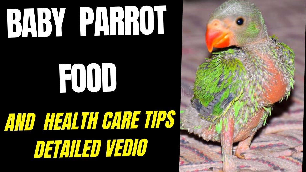 baby parrot food [health care tips of baby parrot ] [parrot talking ...
