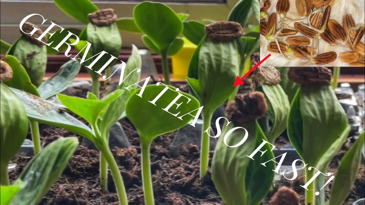 Easy & Fast Seed Germination Hack! How to Start Seedlings 🌱With Using ...