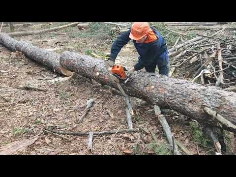Валка дерева и заканчиваем лесосеки Stihl MS 361