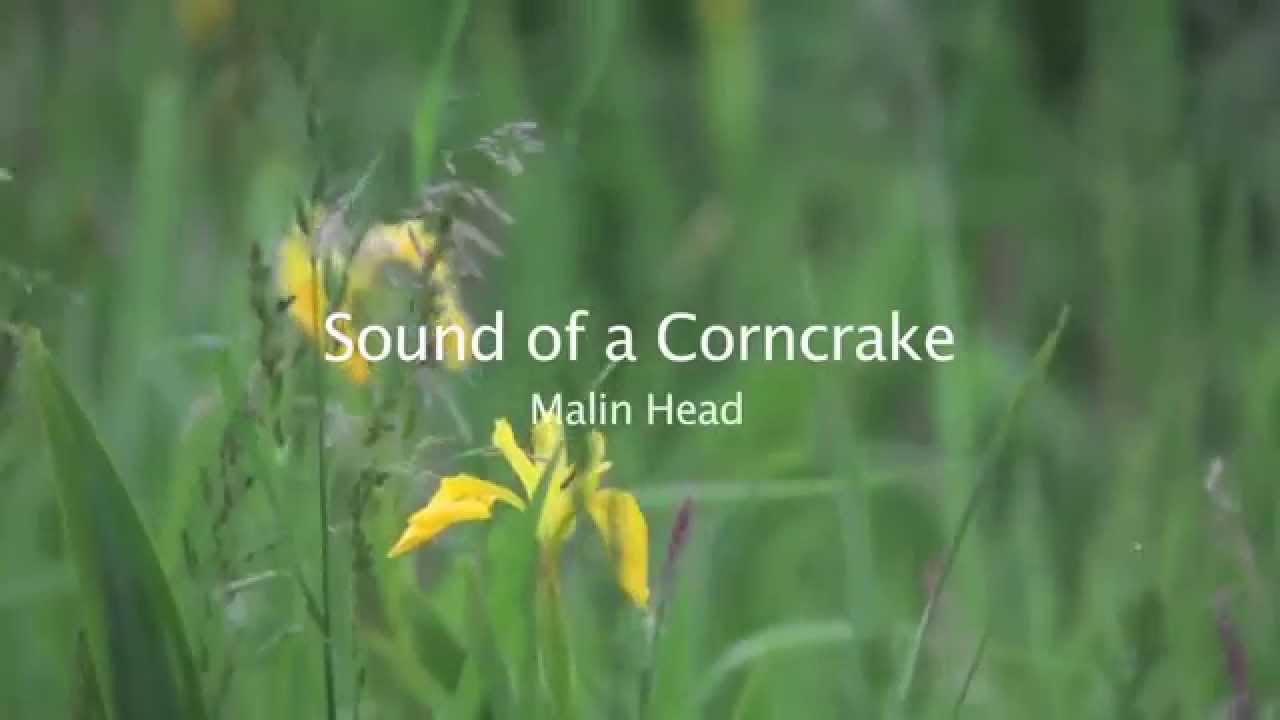 Corncrake Calling - YouTube
