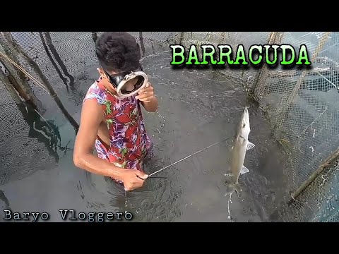 BARRACUDA DAMI SA SPOT NA ITO / Daming na trap na isda dito - YouTube