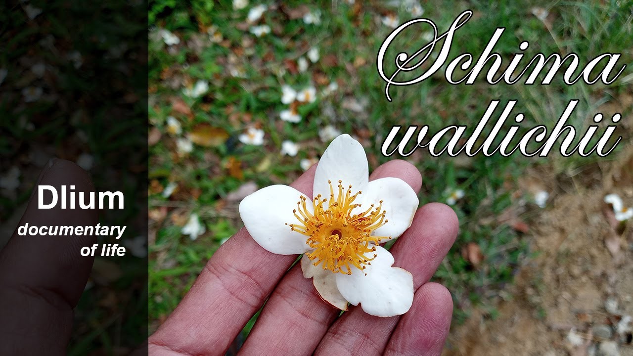 Puspa (Schima wallichii) - part 3 - YouTube