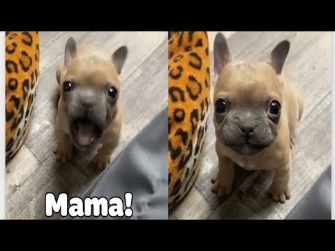 Puppy saying Mumma||Cute animals taking|| Little Dog Said "Mama!" 🐶 ...