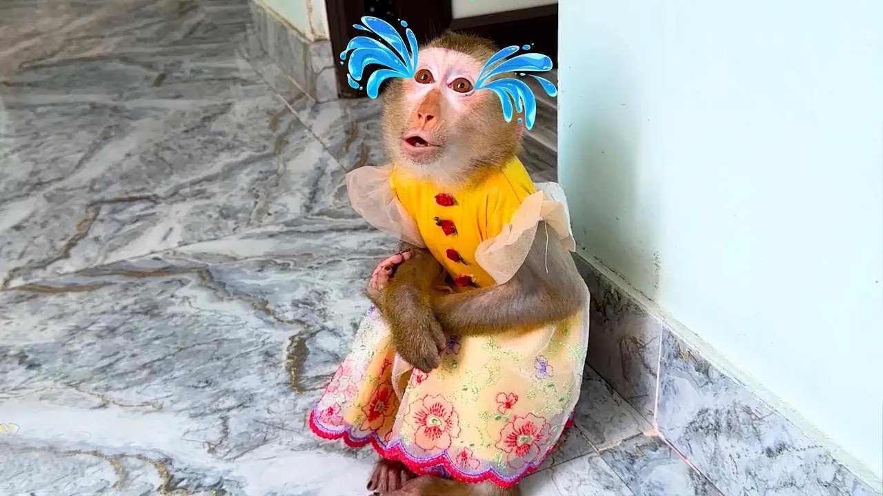 Monkey Kaka sat crying when he couldn't find his mom. - YouTube