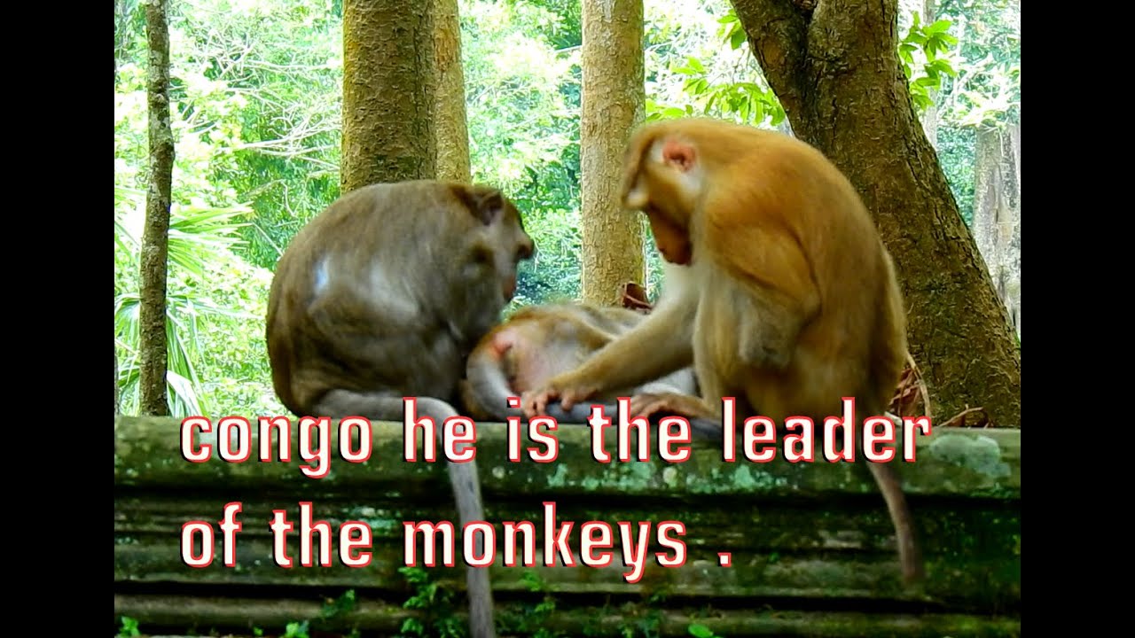 congo he is the leader of the monkeys - YouTube
