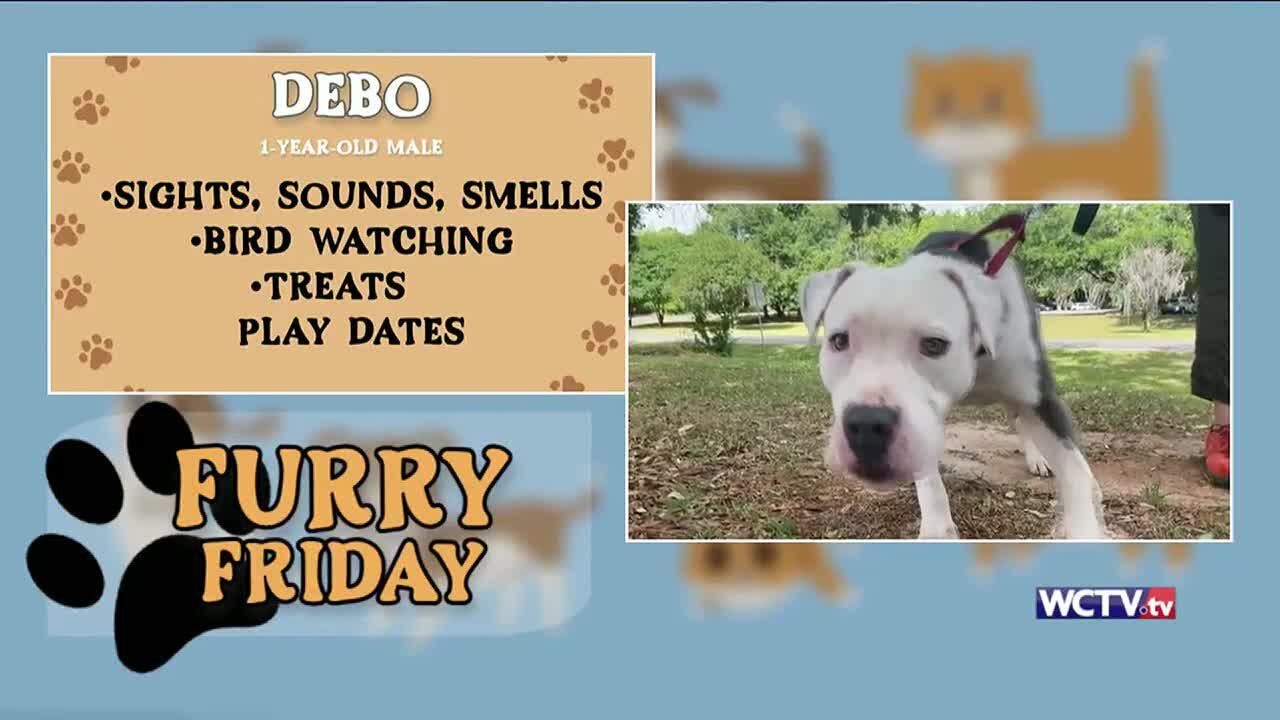 Furry Friday - Meet Debo - YouTube