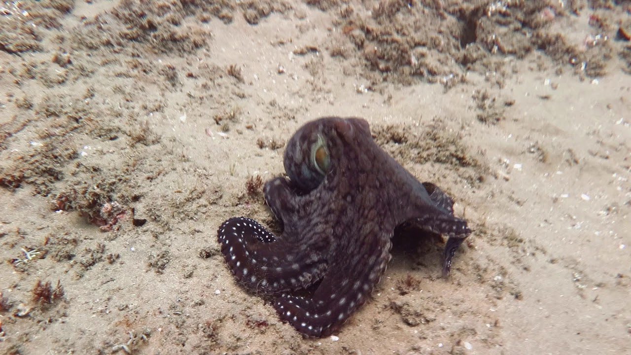 Beautiful Swimming Octopus || ViralHog - YouTube