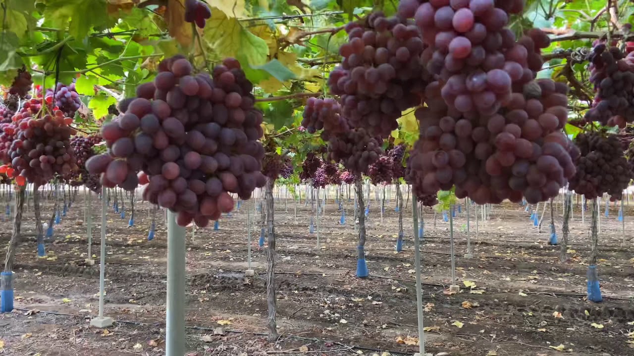 Temporada de Uvas 🍇 ESP 4K - YouTube