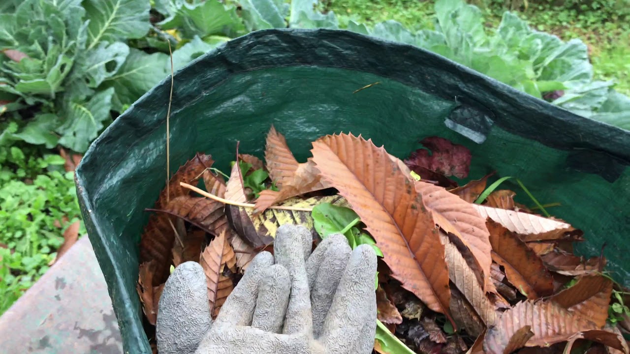 recupero foglie per compost - YouTube