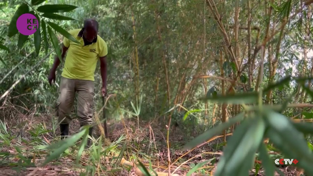 Ugandans Embrace Bamboo Farming - YouTube