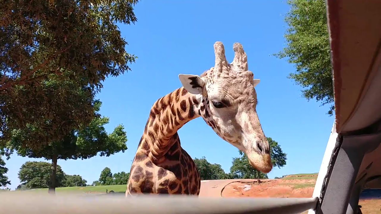 Look a "G"-raffe my nephew David called it lol - YouTube