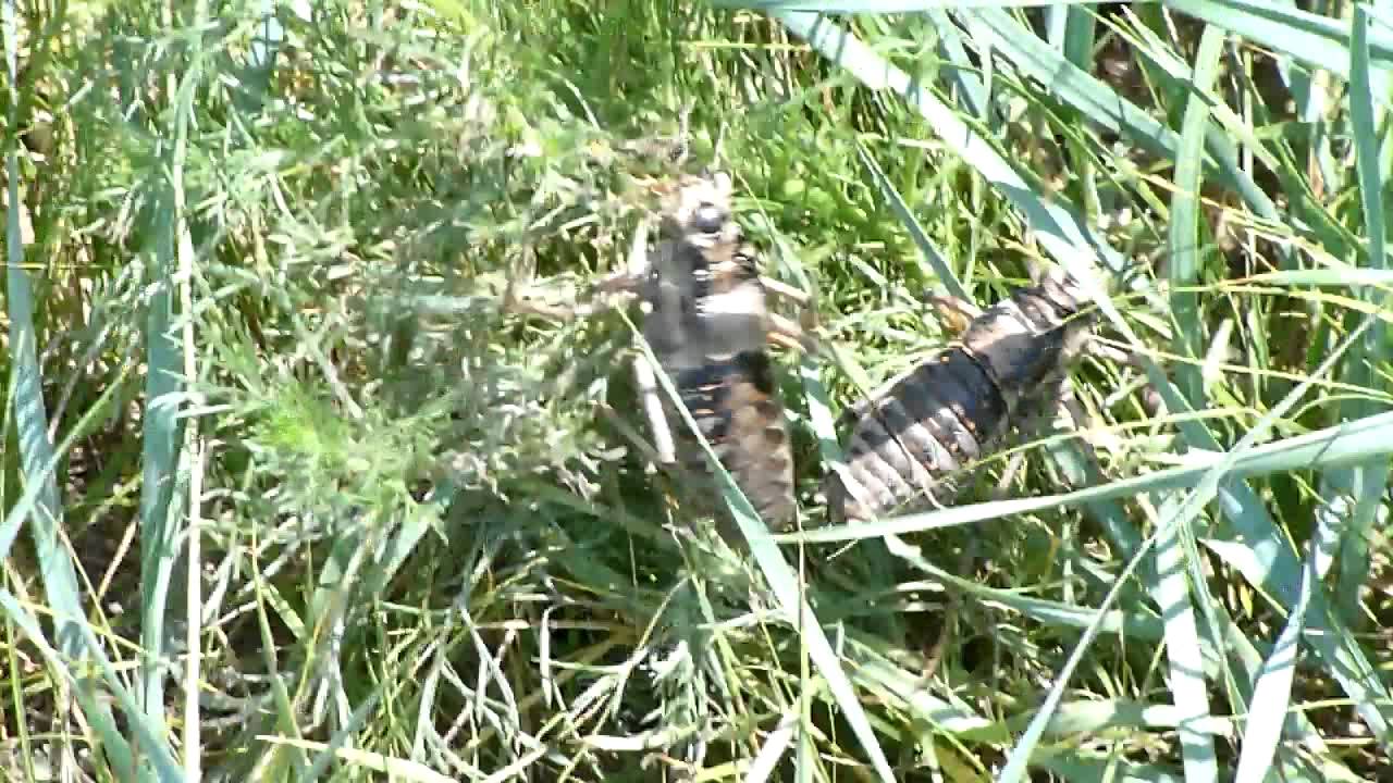 Strange Mongolian bugs! - YouTube