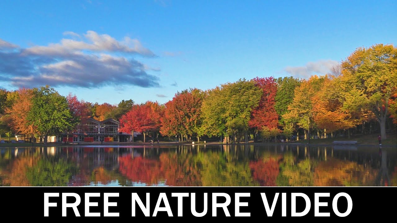 Copyright Free Nature Background Video - Free Stock Footage - YouTube
