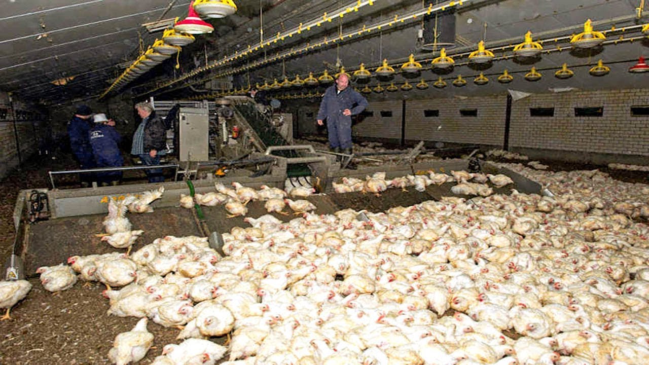 Million Dollar Chicken Farm With Modern Poultry Breeding Technology ...