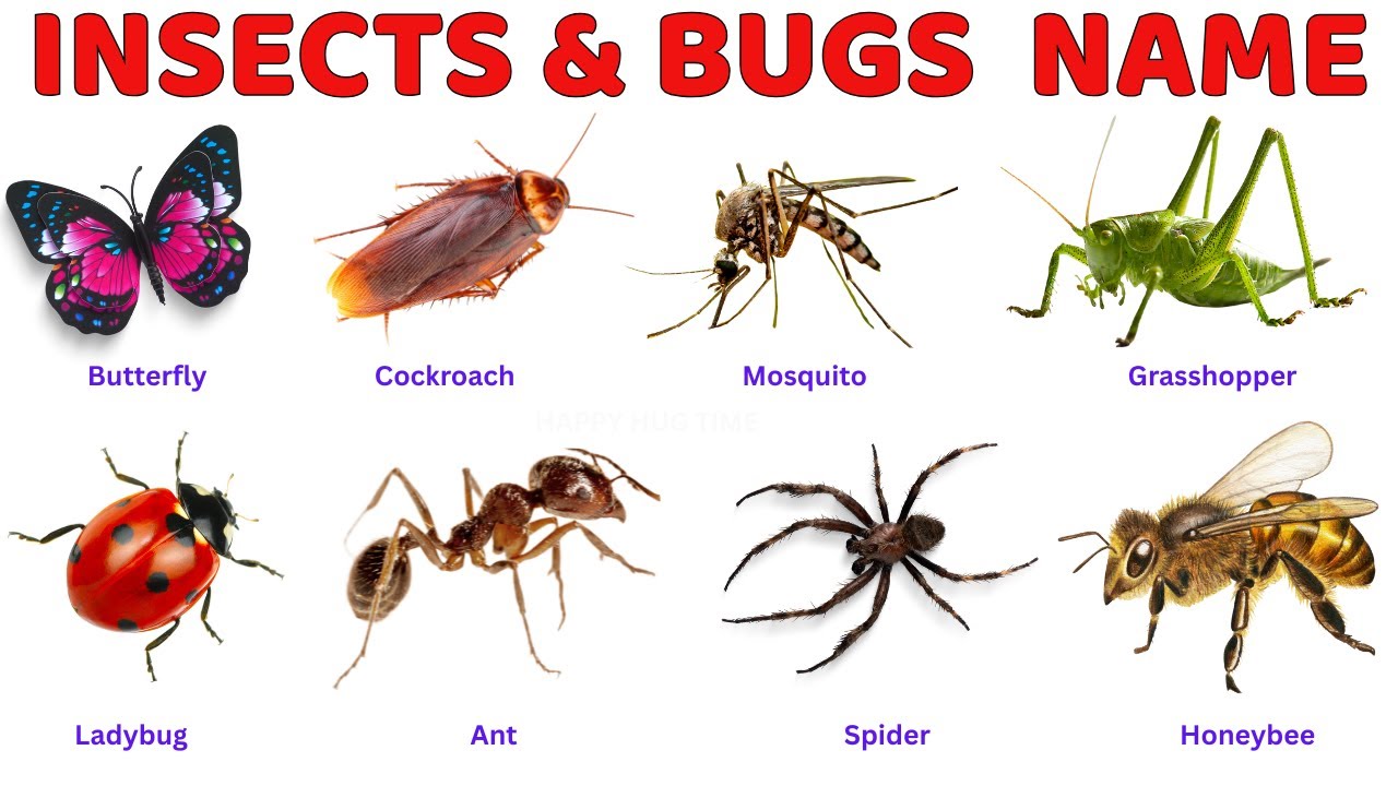Insects and Bugs for Kids 🐞 | Learn Insect Names with Sounds | Toddler ...