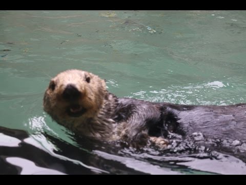 Seattle Aquarium - Sea Otter Swimming and Playing - YouTube