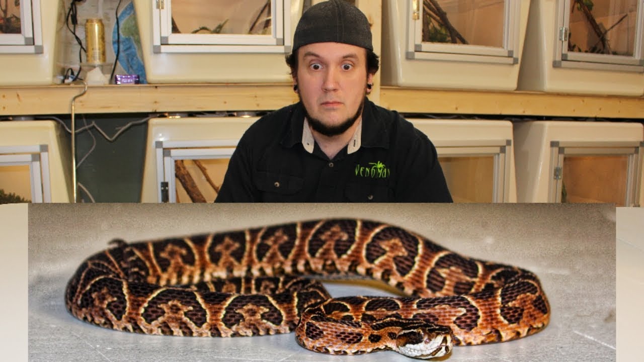 COOLEST Looking VIPER IN THE WORLD ( part 3 fastest vipers) - YouTube