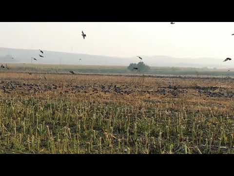 YABANİ GÜVERCİN ( KAYA GÜVERCİNİ) MERAYI İSTİLAETTİ😂