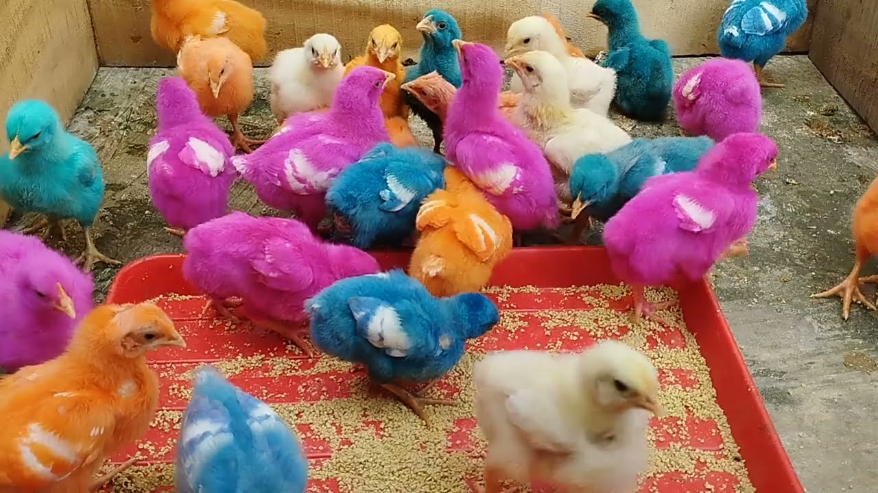 Witty MURGI Baby "Chicks Chirping" Sound Video Colors Gallina Hen ...