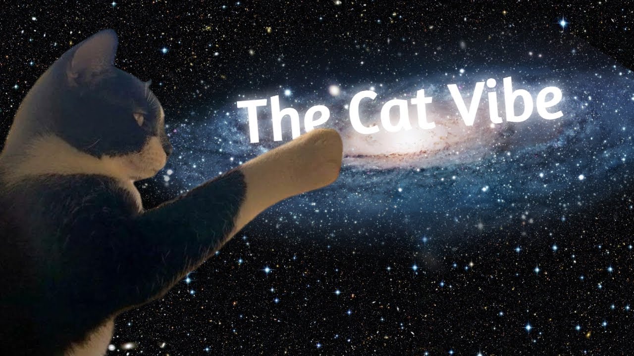 The Cat Vibe [Memory Reboot] - YouTube