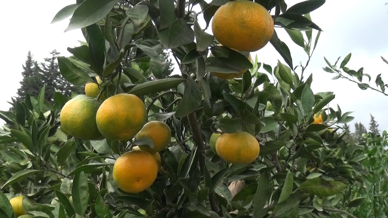 Kənd Həyatı Naringi Bağı Azərbaycan-Astara - YouTube