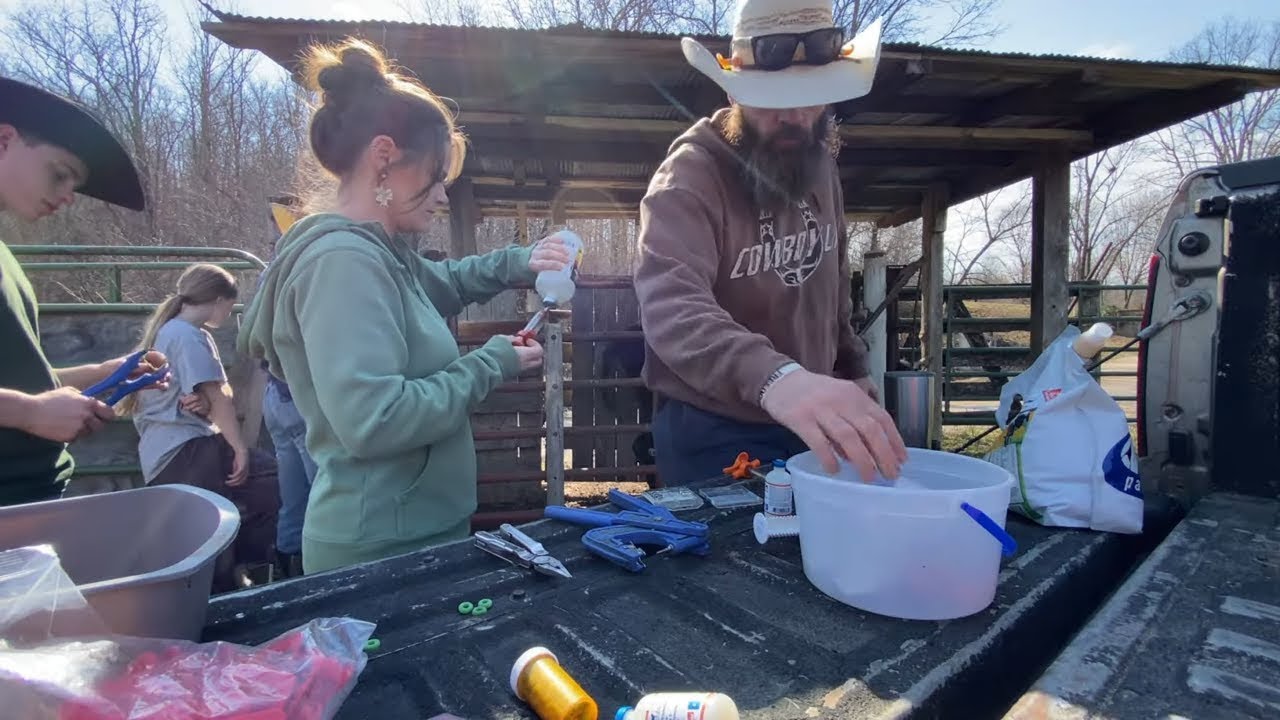 Working Our Cattle on the Homestead | Vaccines, Deworming, and Banding ...