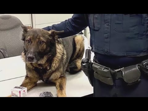 Bedford Heights police K-9 Bosco returned to former handler amid ...