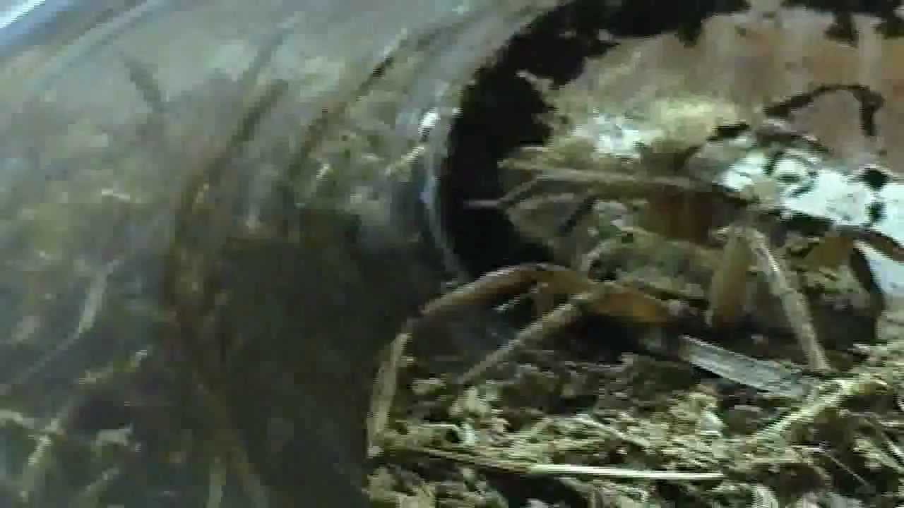 Wolf Spider Feeding Video - YouTube