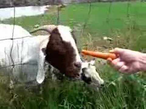 goat cough - YouTube